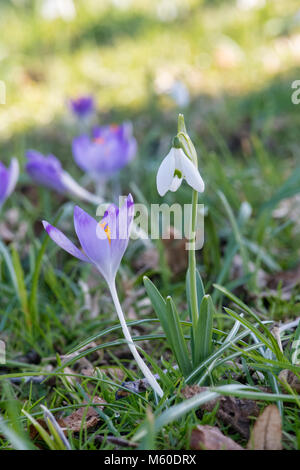 Crocuses and snowdrops (Galanthus) in flower Stock Photo - Alamy