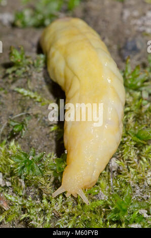 Rare Ear shelled Slug (Testacella haliotidea). Testacellidae. Sussex ...