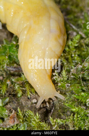 Rare Ear shelled Slug (Testacella haliotidea). Testacellidae. Sussex ...