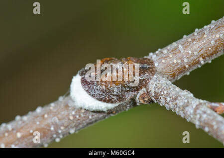 Woolly vine scale (Pulvinaria vitis), Coccidae. Sussex, UK Stock Photo ...