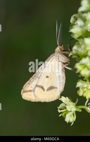 Yellow Belle Moth (Aspitates ochrearia). Geometridae. Sussex, UK Stock ...