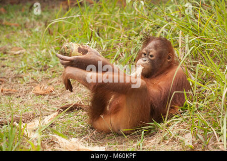 Young orphan orangutan playing with coconut in outdoor exploration ...