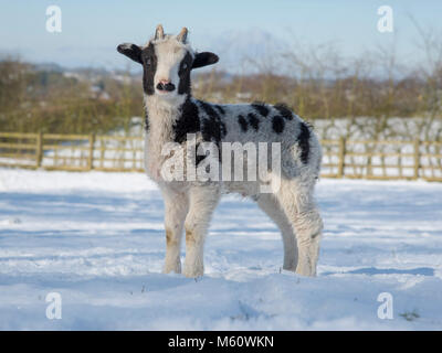 A Jacob lamb, with a appearance of a rakish moustache, in the snow at ...