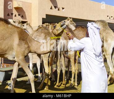 Hundreds of camels change hands on some days at the camel market on the ...