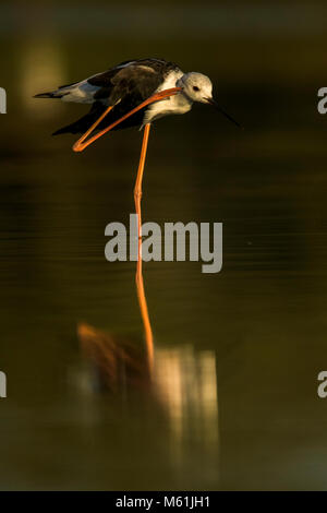 A closeup of a Black-winged stilt (Himantopus himantopus) sitting on ...