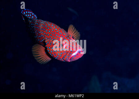 Blue spotted grouper fish ocean / marine life of grouper fish swimming ...
