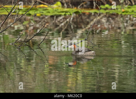 Madagascar Grebe (Tachybaptus pelzelnii) adult on lake wing-stretching ...