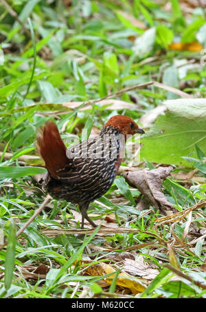 Madagascar Flufftail (Sarothrura insularis) adult male walking in short ...