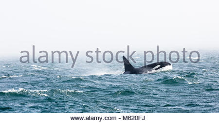 Male Orca / Killer whale (Orcinus orca) with a curved dorsal fin, and ...