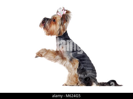 A side view picture of a cute Yorkshire Terrier puppy sitting on the ...