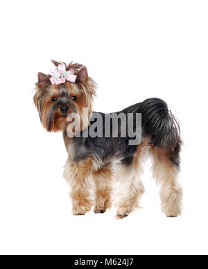 A side view picture of a cute Yorkshire Terrier puppy sitting on the ...