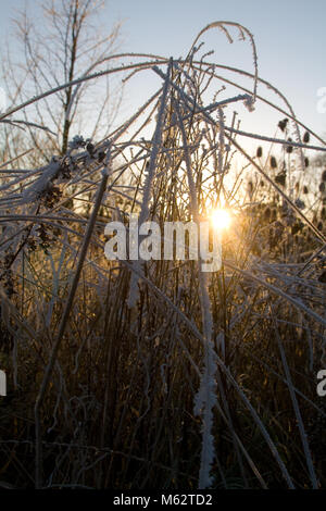 in light of the pale winter sun Stock Photo - Alamy