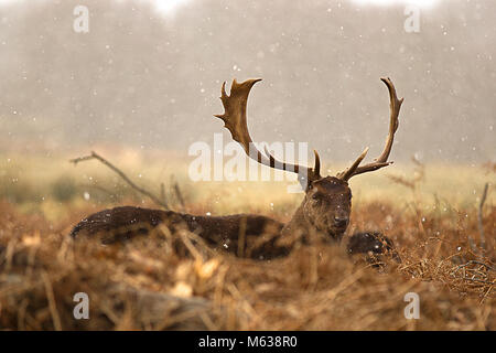 Fallow deer male in winter snow field Stock Photo - Alamy