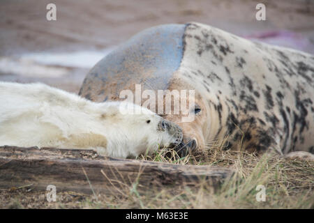 A fluffy grey seal pup nuzzles an adult seal covered in sand on a ...