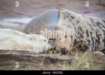 A fluffy grey seal pup nuzzles an adult seal covered in sand on a ...