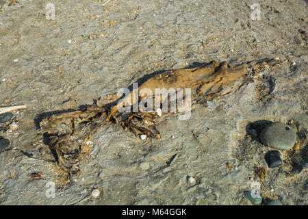Dead marine animal in polluted beach Stock Photo - Alamy