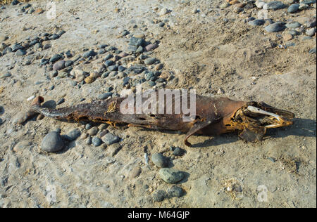 Dead marine animal in polluted beach Stock Photo - Alamy