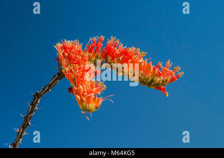 Closeup of Ocotillo Flowers, Saguaro National Park, Tucson, Arizona ...
