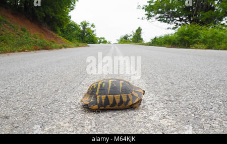Box Turtle Crossing the Road Stock Photo - Alamy