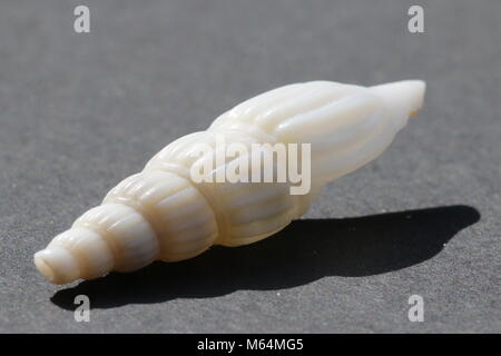 Terebridae auger sea shell isolated on white with clipping path Stock ...