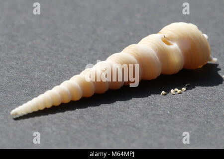 Terebridae auger sea shell isolated on white with clipping path Stock ...