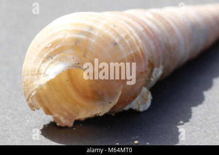 Terebridae auger sea shell isolated on white with clipping path Stock ...