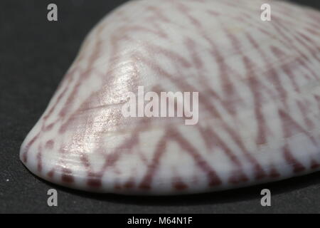 Polititapes rhomboides shell Stock Photo - Alamy