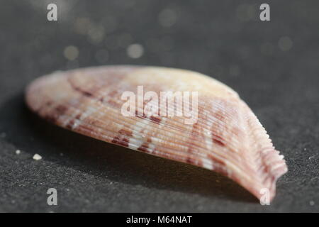 Unknown flat shell Stock Photo - Alamy