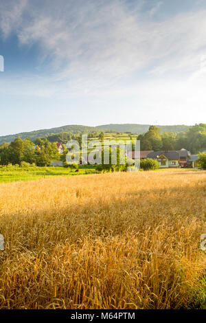 Corn field on polish countryside Stock Photo - Alamy