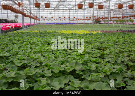 commercial cultivation pot flowers in a greenhouse Stock Photo - Alamy