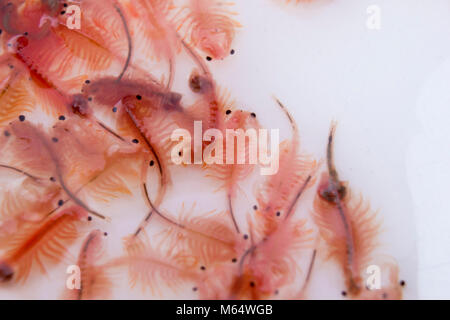 Artemia (Brine shrimp, Sea-monkey) on white background Stock Photo - Alamy