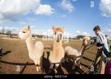 Llamas feeding on a remote farm in Shetland, Scotland. Llama cheese ...