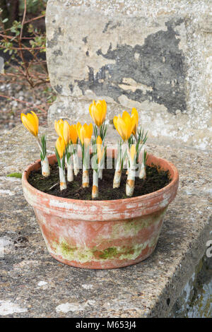Orange Crocus Vernus Stock Photo - Alamy