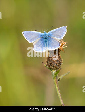 Common blue butterfly perched on a green stem with clean background ...