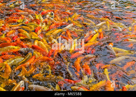 Koi fish on Kauai, Hawaii Stock Photo - Alamy