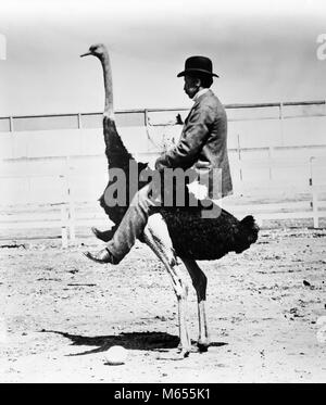 Old Man Riding an Ostrich Stock Photo - Alamy