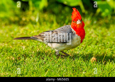 Brazilian Red Crested Cardinal Kauai, Hawaii Stock Photo - Alamy