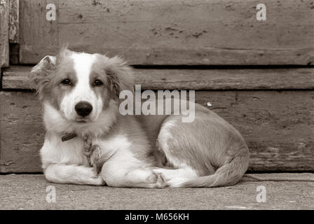 Old sad mixed-breed dog. Studio shot. Moody dark lighting, dark ...