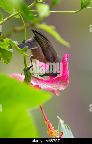 Seychelles Sunbird (Cinnyris dussumieri Stock Photo - Alamy