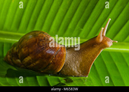 Snail on Kauai, Hawaii Stock Photo - Alamy