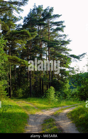 fork in a forest path Stock Photo: 137321379 - Alamy