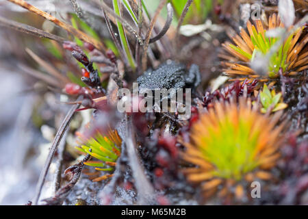 Roraima Black Frog (Oreophrynella quelchii) - Venezuela Stock Photo - Alamy