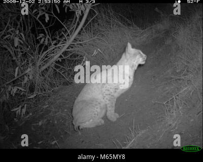 Bobcat in camera trap Stock Photo - Alamy