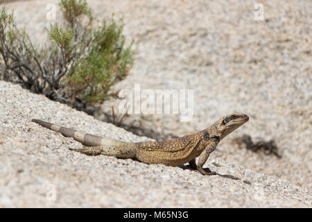 Chuckwalla (Sauromalus ater) at White Tank Campground Stock Photo - Alamy