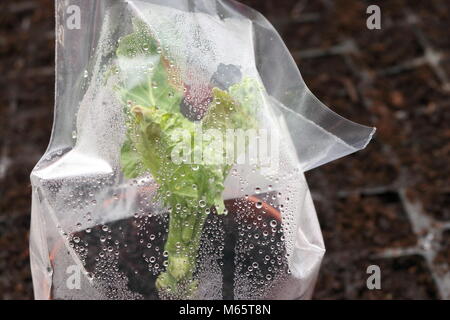 walking stick kale cutting in compost covered with clear plastic bag ...