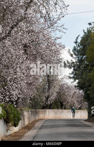 Beautiful almond trees on the on the side of the road, located on the ...