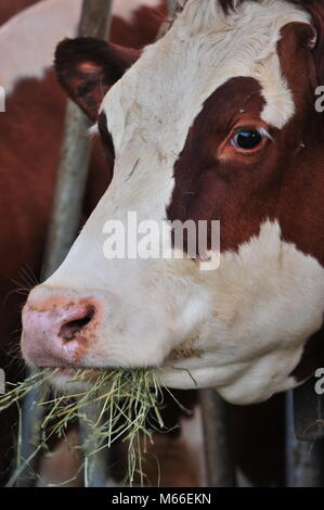 German red and white Holstein cattle (Bos primigenius taurus), cows ...