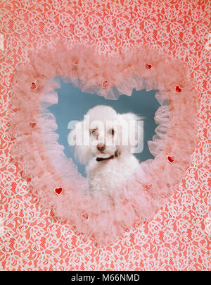 White Miniature French Poodle in Garden Stock Photo - Alamy