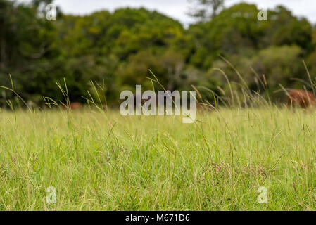 Paspalum grass (Paspalum dilatatum) seed stems rising out of long uncut ...