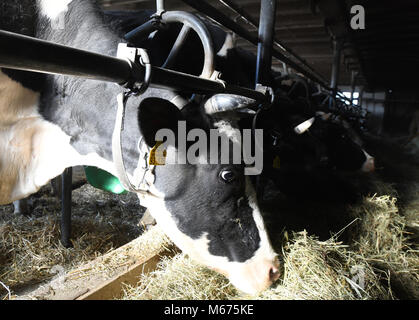 28 February 2018, Germany, Kirchzarten: Cows stand in a barn. They are ...